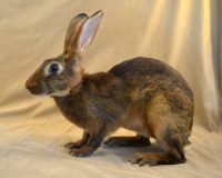 Heritage Breeds - The Livestock Conservancy