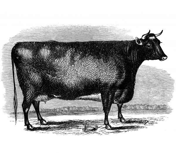 Guernsey Cattle - The Livestock Conservancy