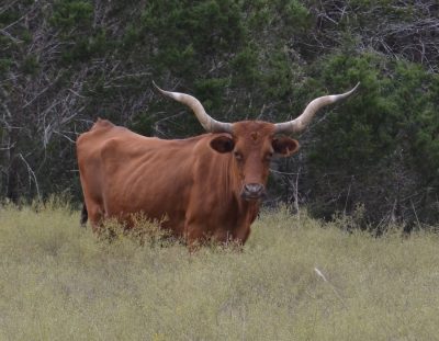 Texas Longhorn Cattle (CTLR) - The Livestock Conservancy