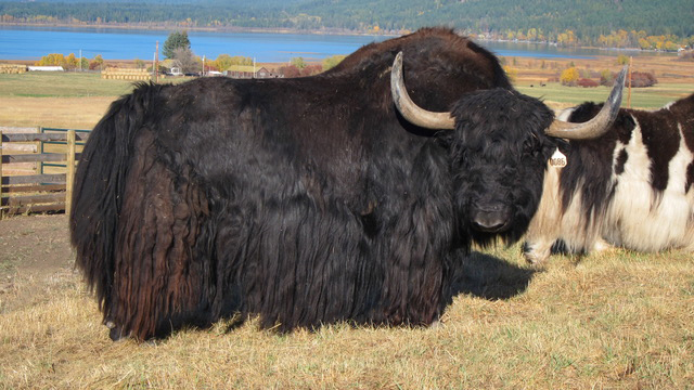 North American Yak The Livestock Conservancy North American Yak The Livestock Conservancy