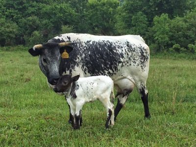 Pineywoods Cattle - The Livestock Conservancy