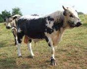 Part I: Heritage Dairy Breeds - The Livestock Conservancy