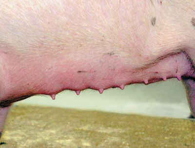 Selecting Breeding Stock for Heritage Hogs - The Livestock Conservancy