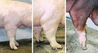 Selecting Breeding Stock for Heritage Hogs - The Livestock Conservancy