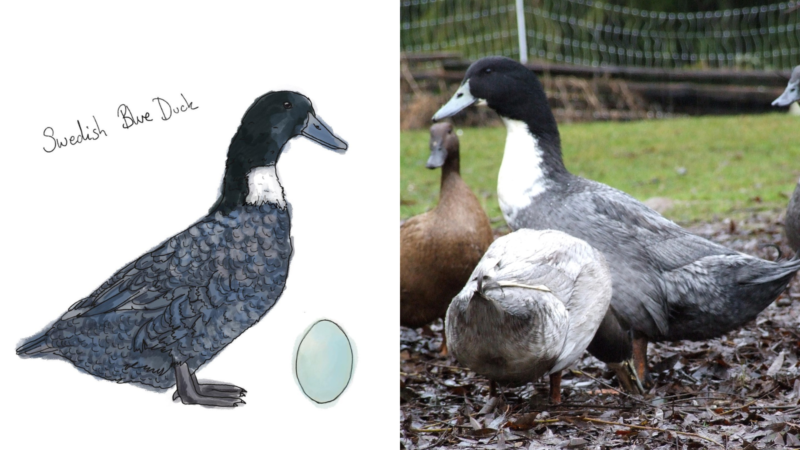 Gifts for the Duck (or Chicken) Lover in Your Life - The Livestock ...