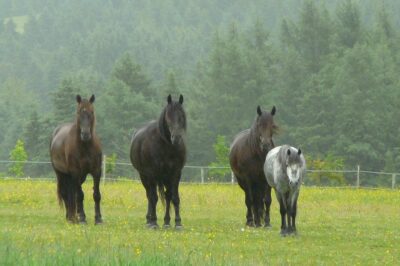 Canadian Horse - The Livestock Conservancy