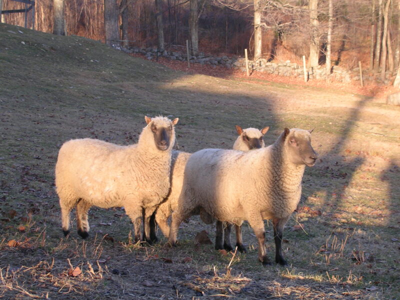 Clun Forest Sheep - The Livestock Conservancy