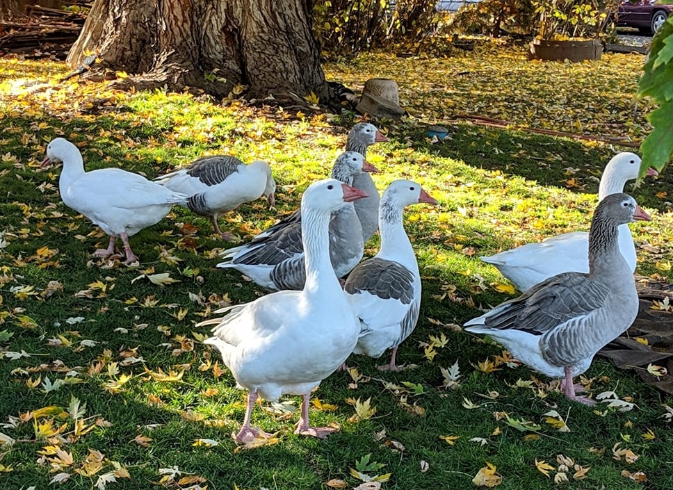 Cotton Patch Goose - The Livestock Conservancy