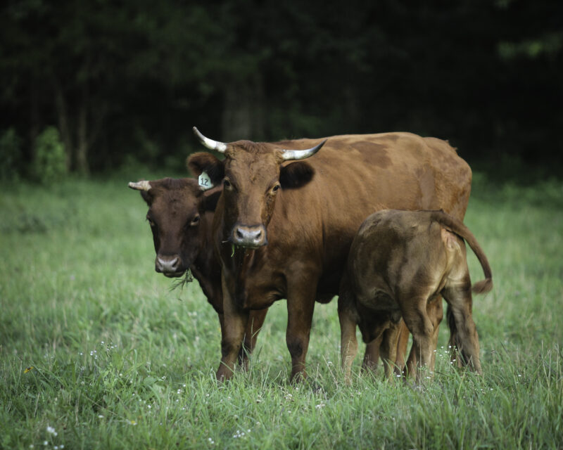Dexter Cattle - The Livestock Conservancy
