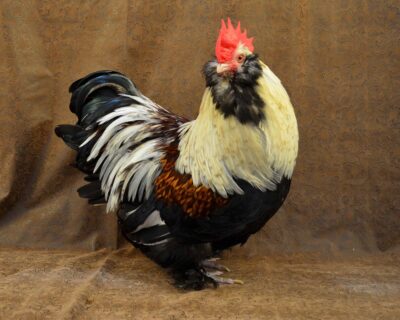 Faverolles Chicken - The Livestock Conservancy
