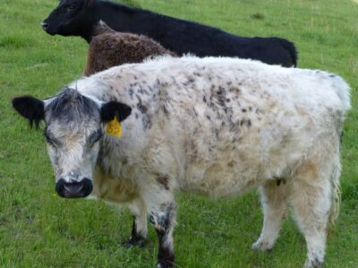 Galloway Cattle - The Livestock Conservancy