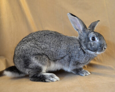 Giant Chinchilla Rabbit - The Livestock Conservancy