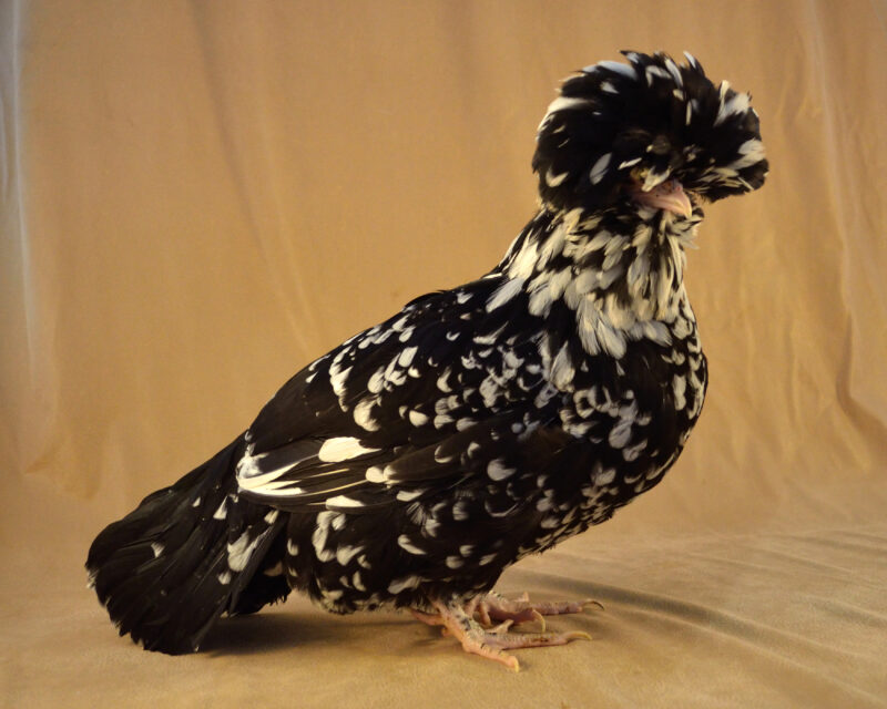 Houdan Chicken - The Livestock Conservancy