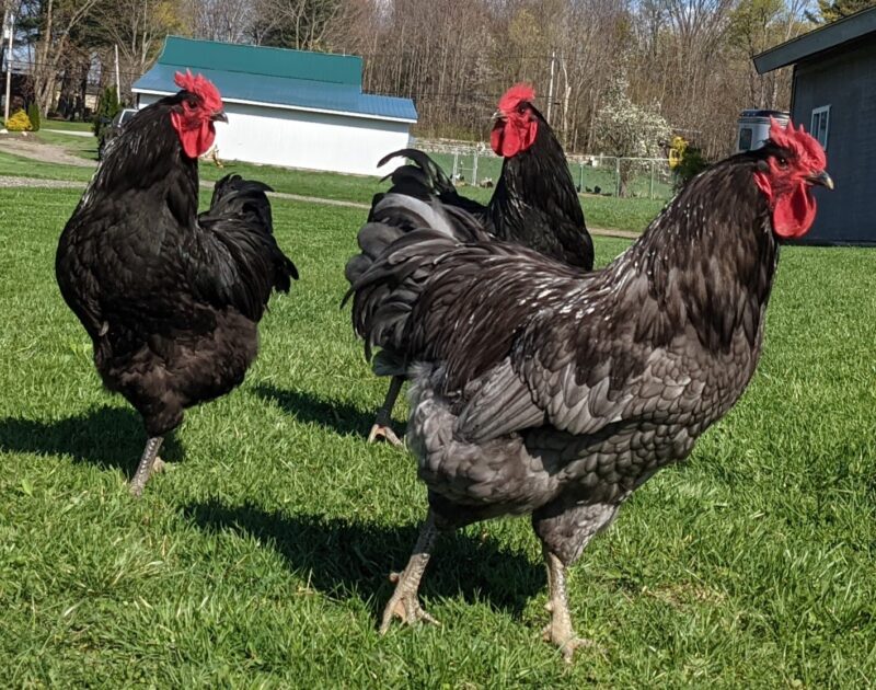 Jersey Giant Chicken - The Livestock Conservancy