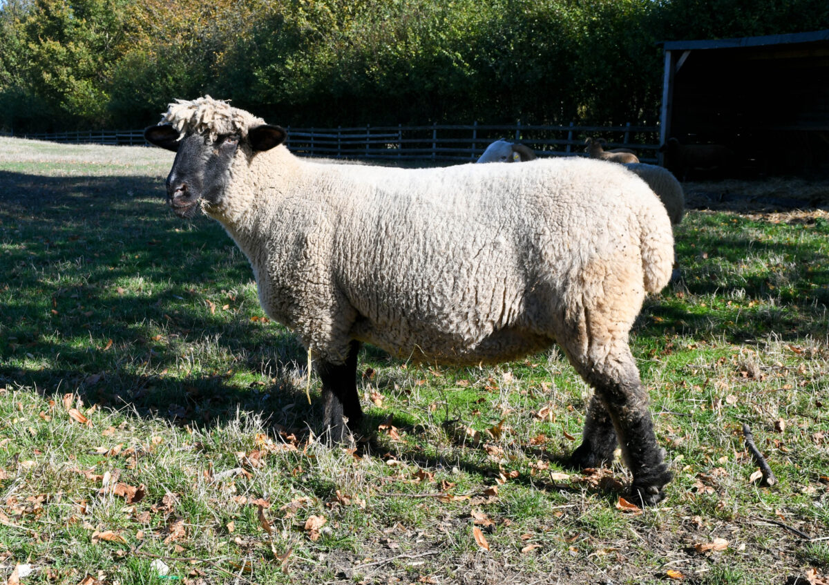 Oxford Sheep - The Livestock Conservancy