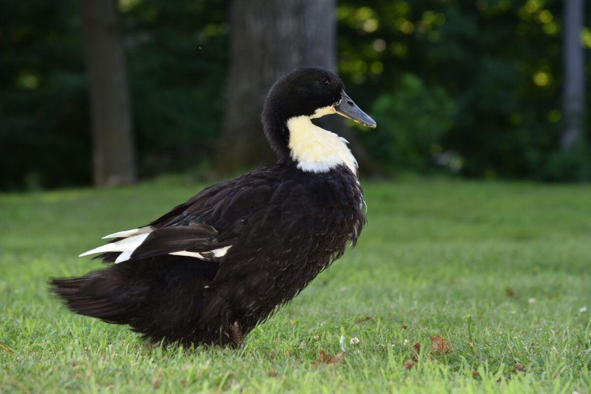 Swedish Duck - The Livestock Conservancy