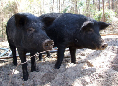 Mulefoot Hog - The Livestock Conservancy