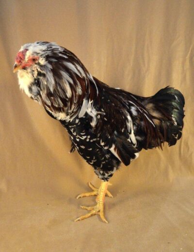 Russian Orloff Chicken - The Livestock Conservancy
