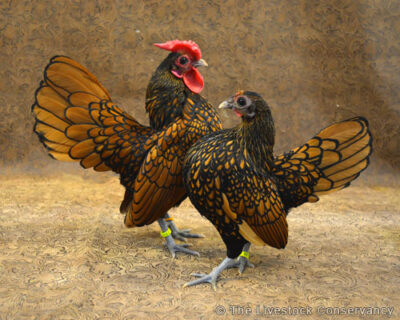 Sebright Chicken - The Livestock Conservancy