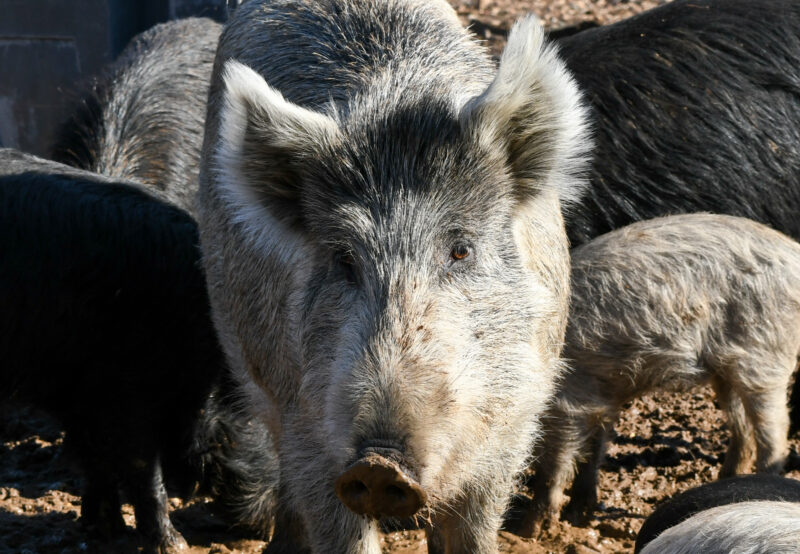 Choctaw Hog - The Livestock Conservancy