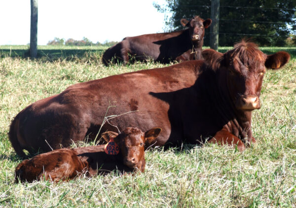 Queen Elizabeth II: A Life of Conservation - The Livestock Conservancy
