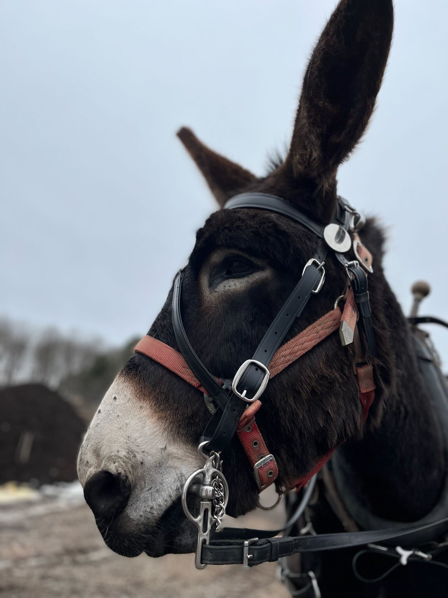 Donkeys at Work: Composting with American Mammoth Jackstocks - The ...