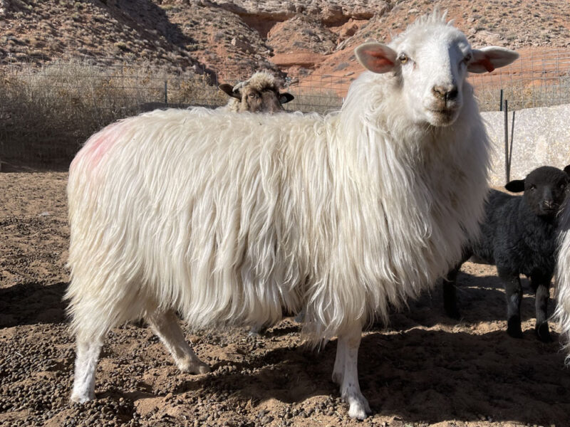 Navajo Churro Sheep - The Livestock Conservancy