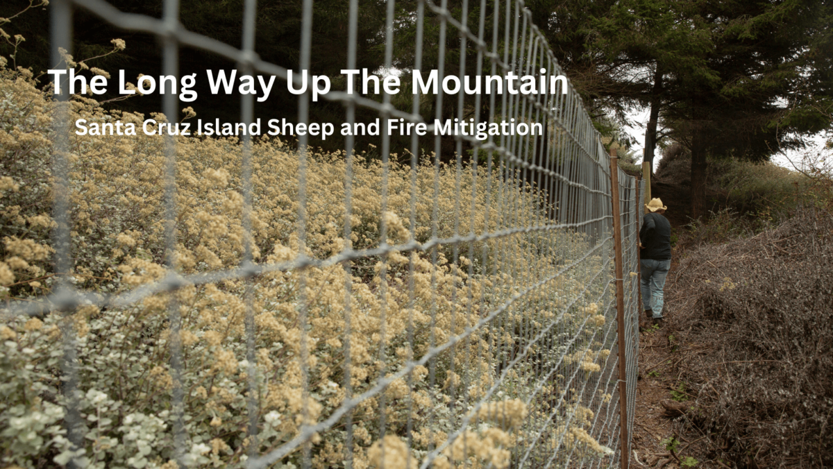 A Brief History of Goat Domestication - The Livestock Conservancy