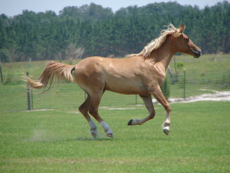 Galiceno Horse - The Livestock Conservancy