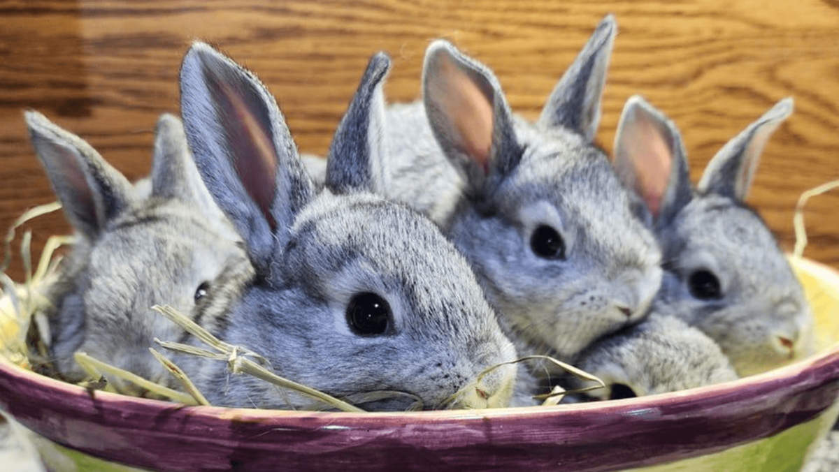 A Brief History of Goat Domestication - The Livestock Conservancy