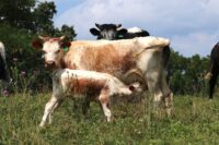 Randall or Randall Lineback - The Livestock Conservancy