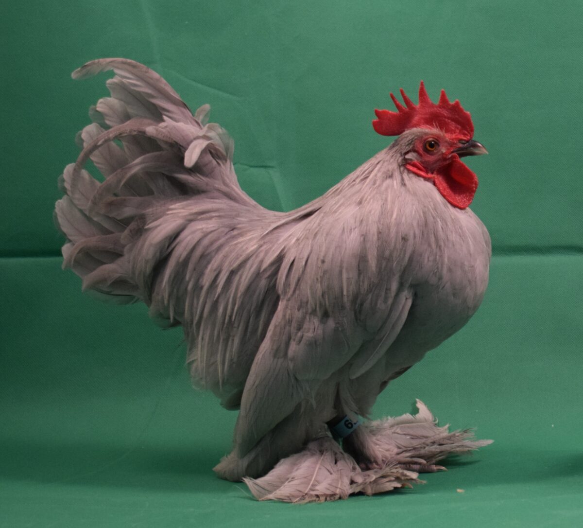 Booted Bantam Chicken - The Livestock Conservancy