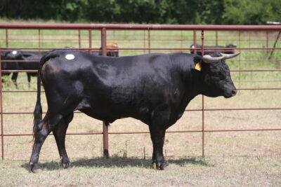 Corriente Cattle - The Livestock Conservancy