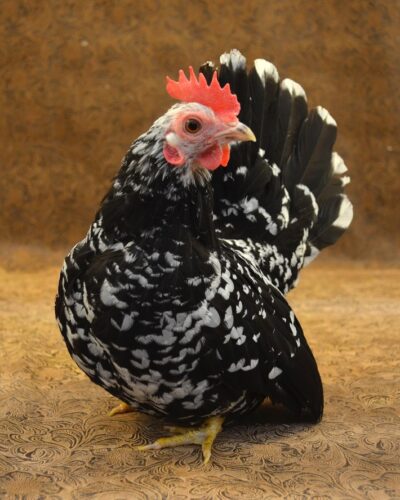 Japanese Bantam Chicken - The Livestock Conservancy