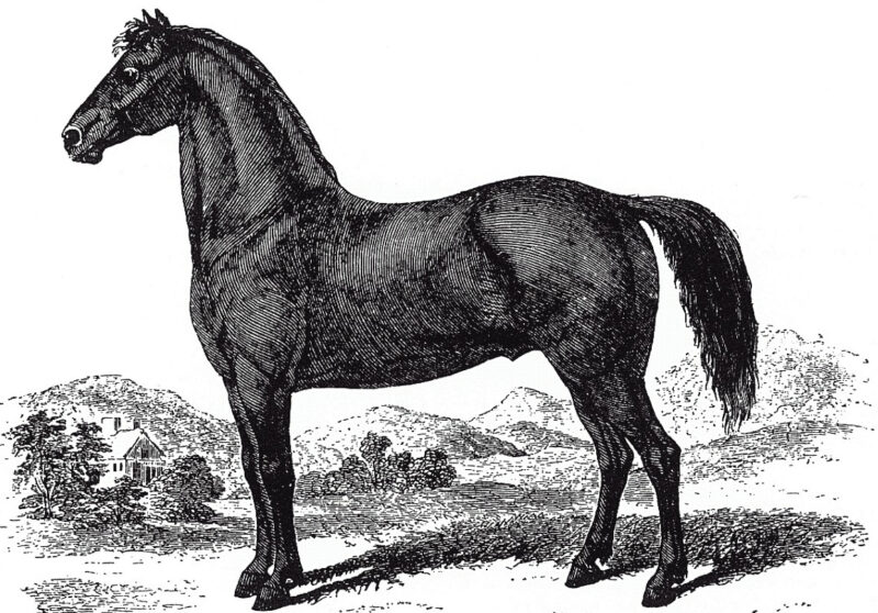 A Brief History of Goat Domestication - The Livestock Conservancy