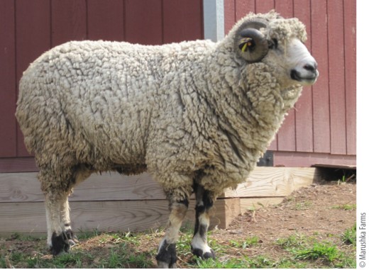 A Brief History of Goat Domestication - The Livestock Conservancy