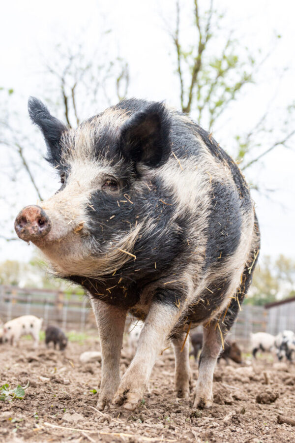 Conner Prairie's Focus: Education and Preservation - The Livestock ...