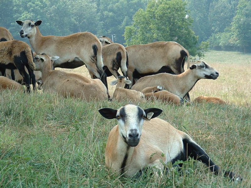 Barbados Blackbelly Sheep - The Livestock Conservancy