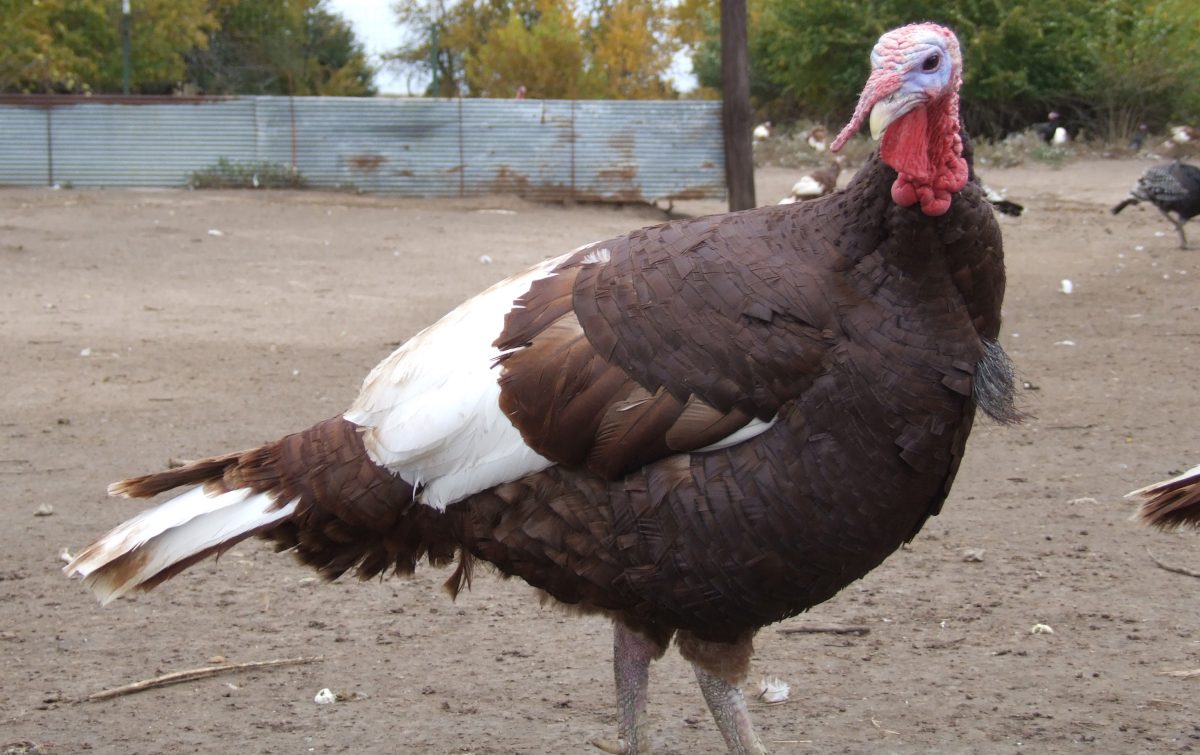 A Brief History of Goat Domestication - The Livestock Conservancy