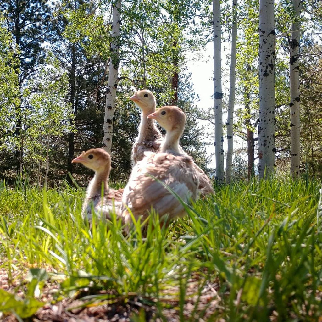 Heritage Turkeys Measure UP: Part I - The Livestock Conservancy
