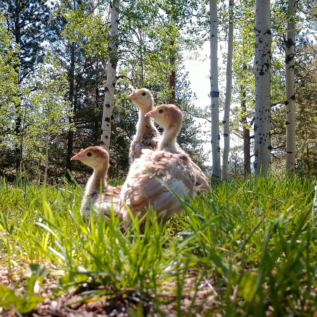 Heritage Turkeys Measure UP: Part I - The Livestock Conservancy