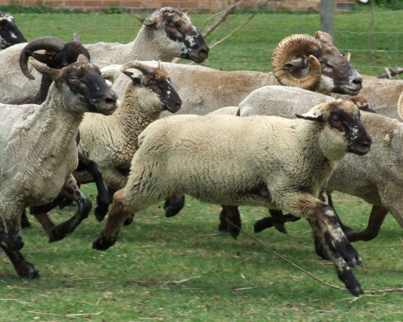 Hog Island Sheep - The Livestock Conservancy