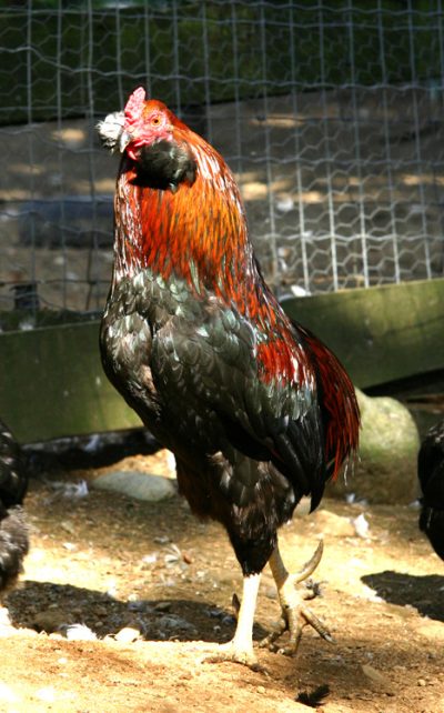 Araucana Chicken - The Livestock Conservancy