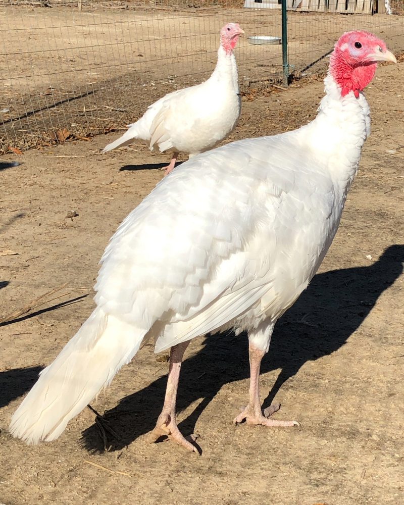 Beltsville Small White Turkey - The Livestock Conservancy