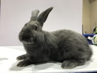 American Rabbit - The Livestock Conservancy