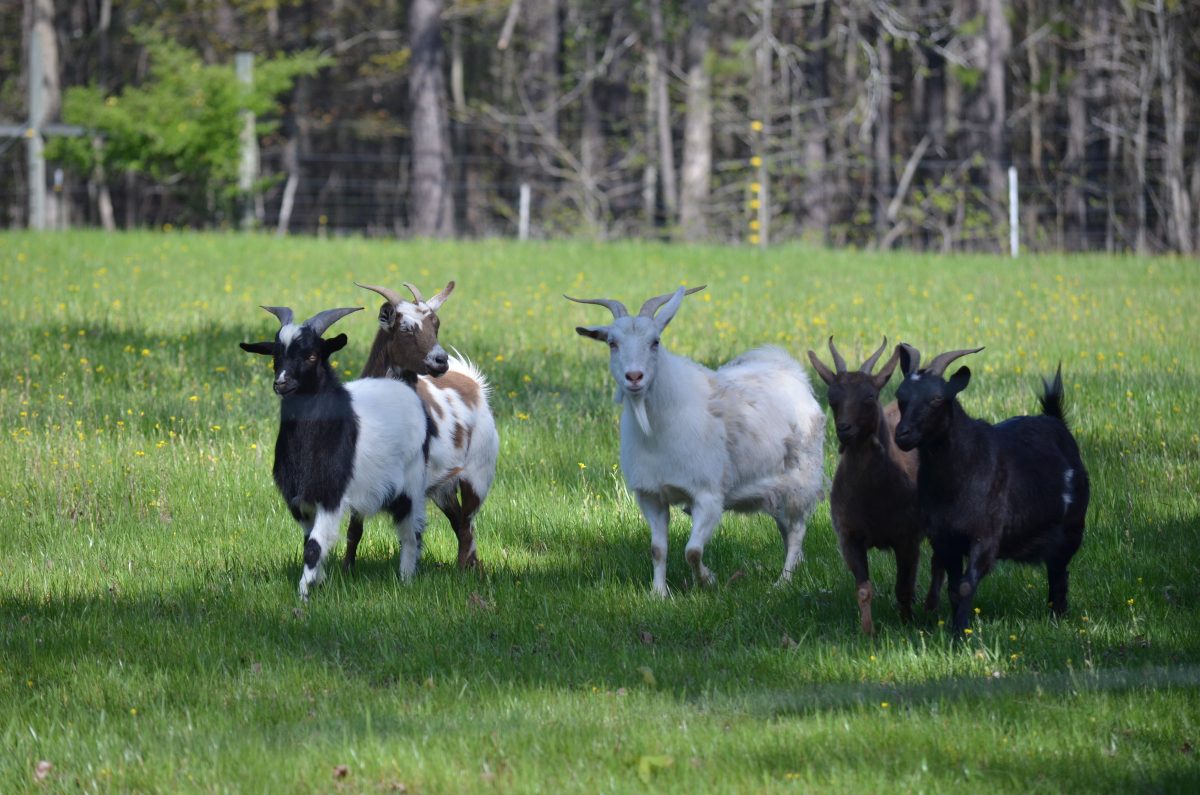 Myotonic or Tennessee Fainting Goat - The Livestock Conservancy