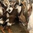 Celebrating 250: Heritage Ducks in American History - The Livestock ...