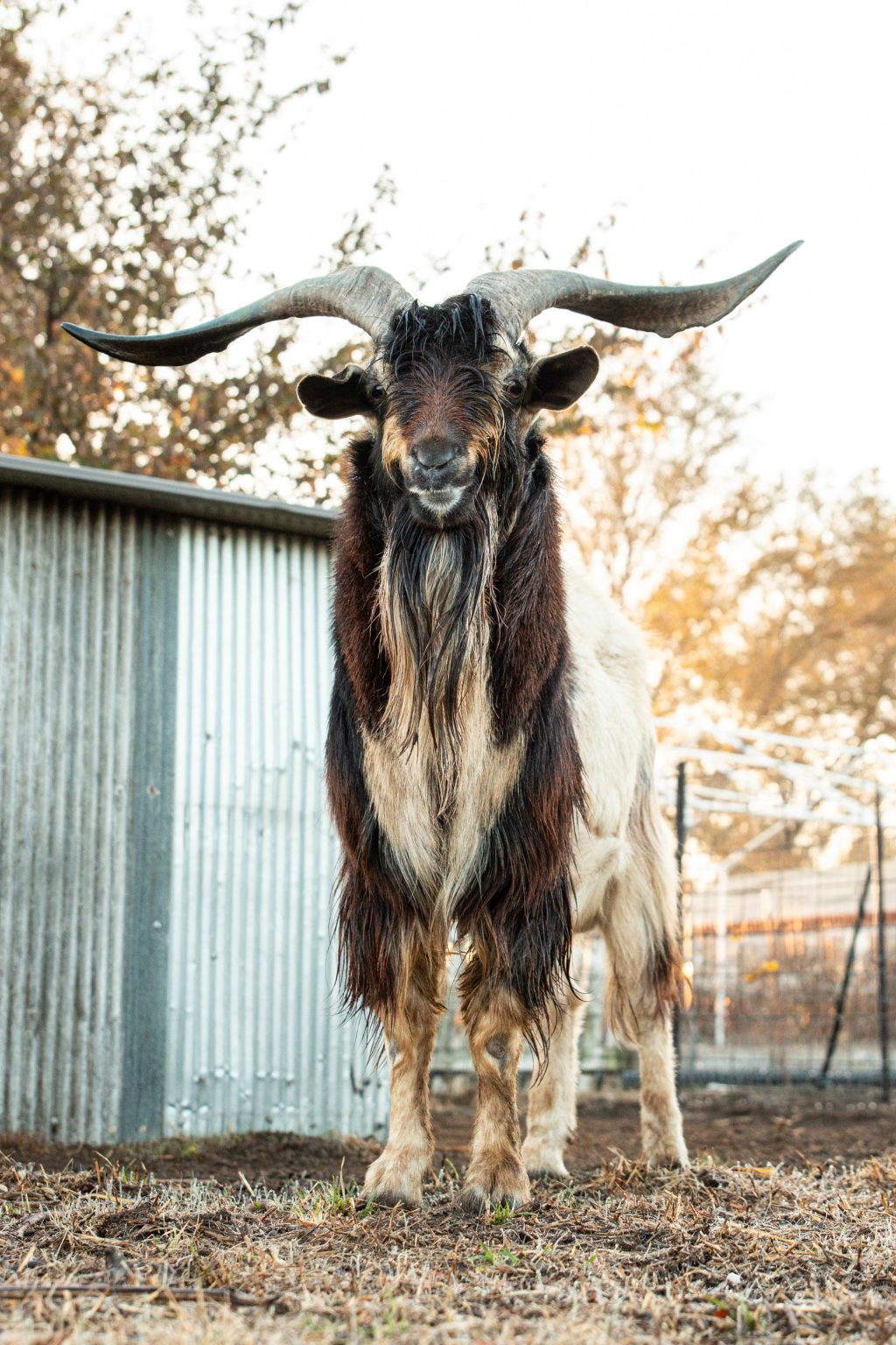 Celebrating 250: Heritage Goats in American History - The Livestock ...