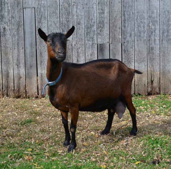 Celebrating 250: Heritage Goats in American History - The Livestock ...