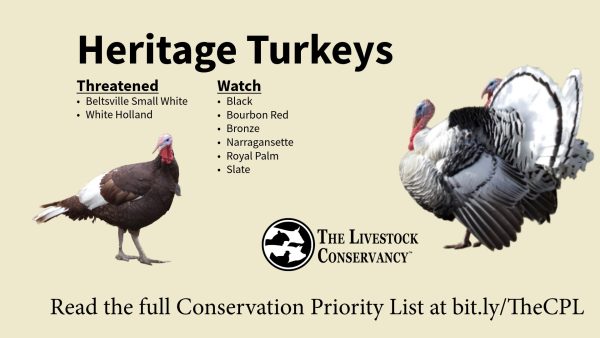 Celebrating 250: Heritage Turkeys in American History - The Livestock ...